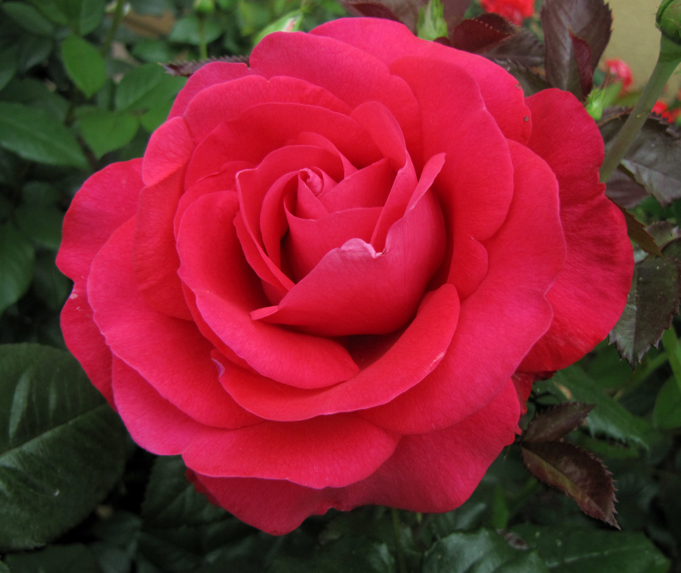 In Love Again™ – Weeks Roses