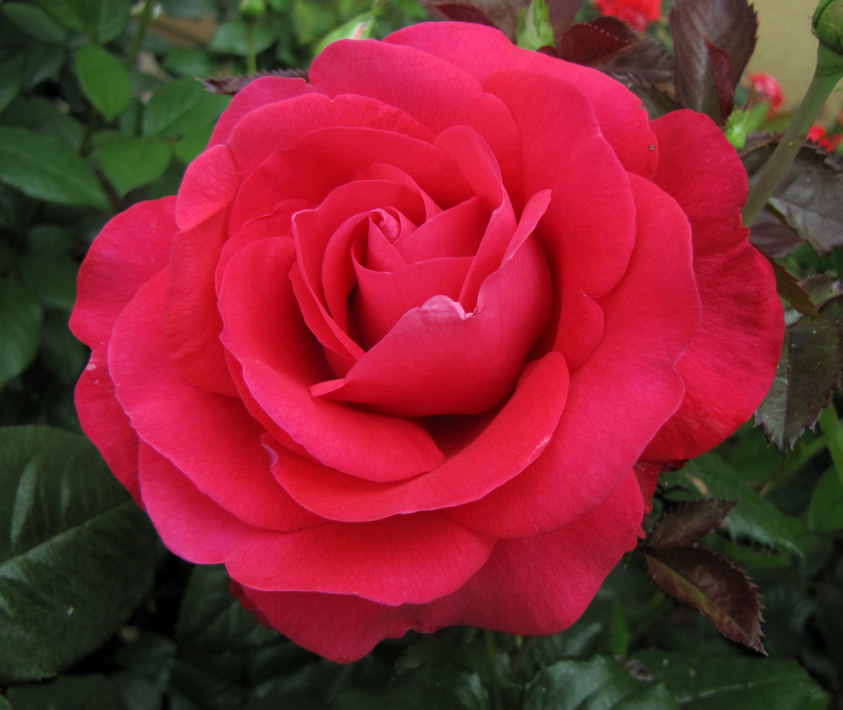 In Love Again™ – Weeks Roses