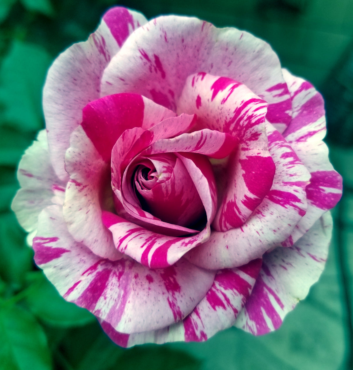 Fly So High™ – Weeks Roses