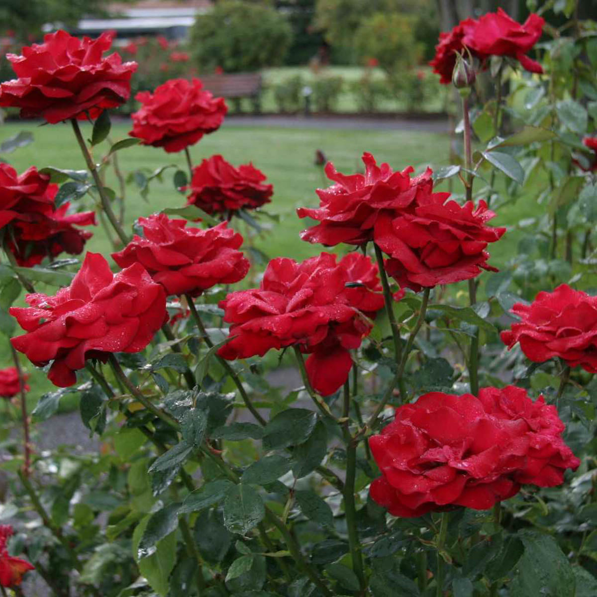 Opening Night – Weeks Roses