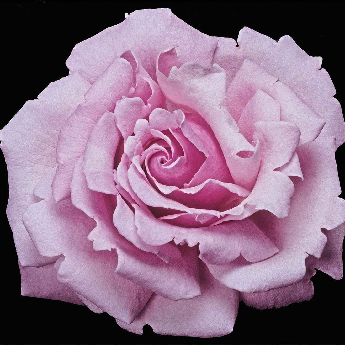 Memorial Day® – Weeks Roses