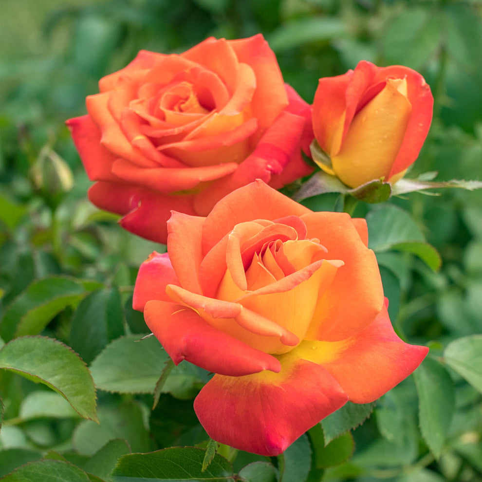 Chris Evert – Weeks Roses