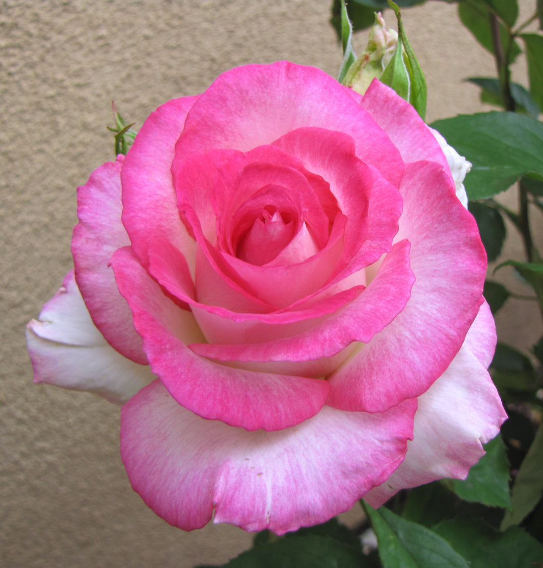 Products – Weeks Roses