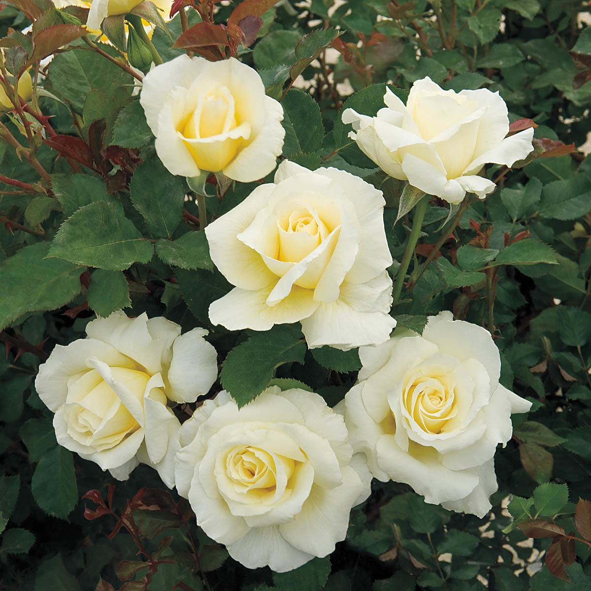 White Licorice™ – Weeks Roses