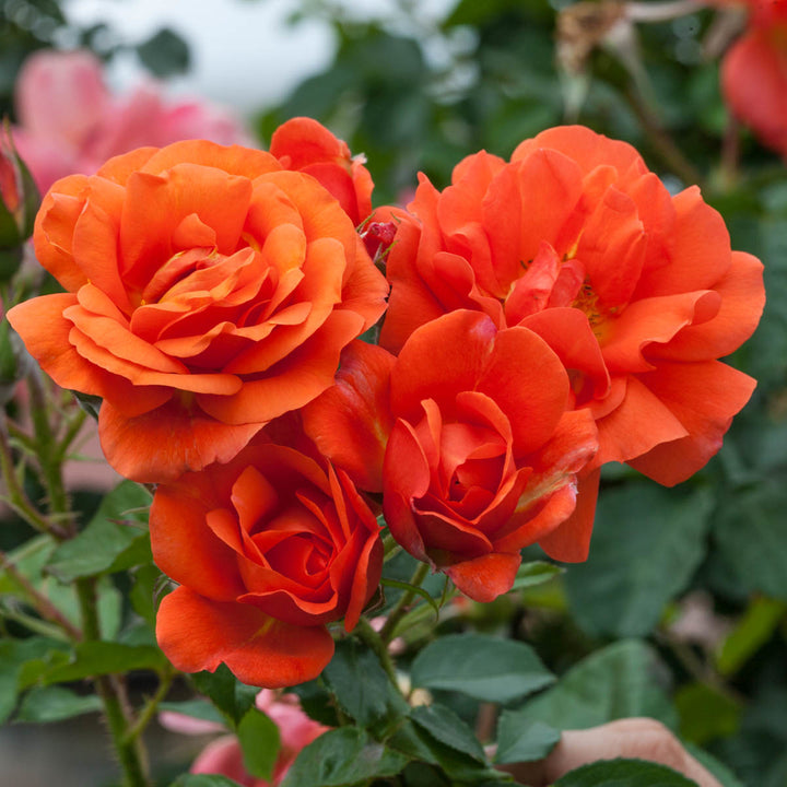 Weeks Roses