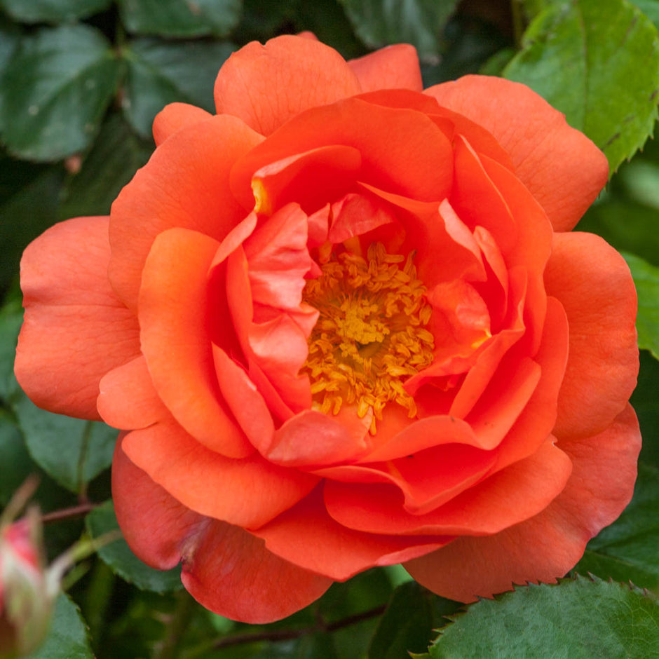 Products – Weeks Roses