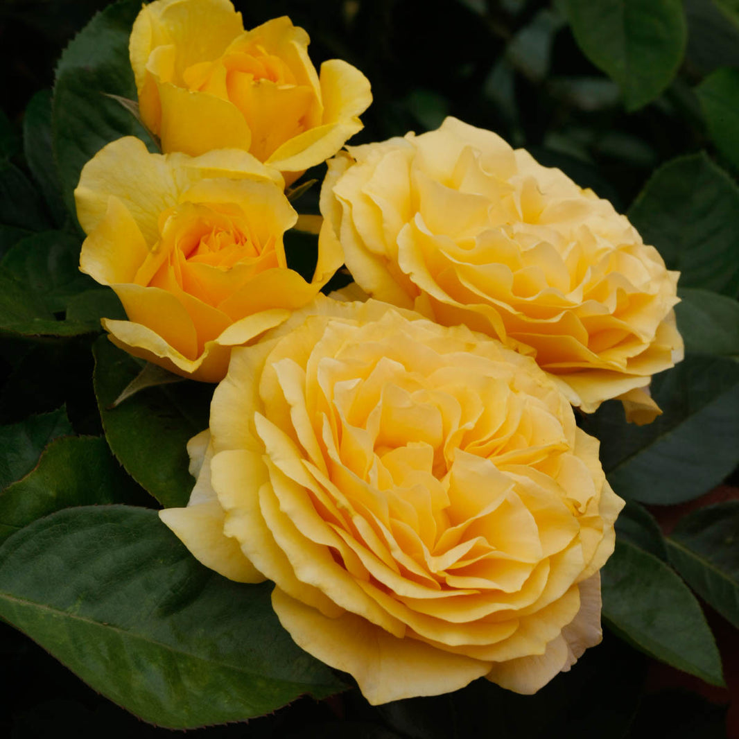 Products – Page 3 – Weeks Roses
