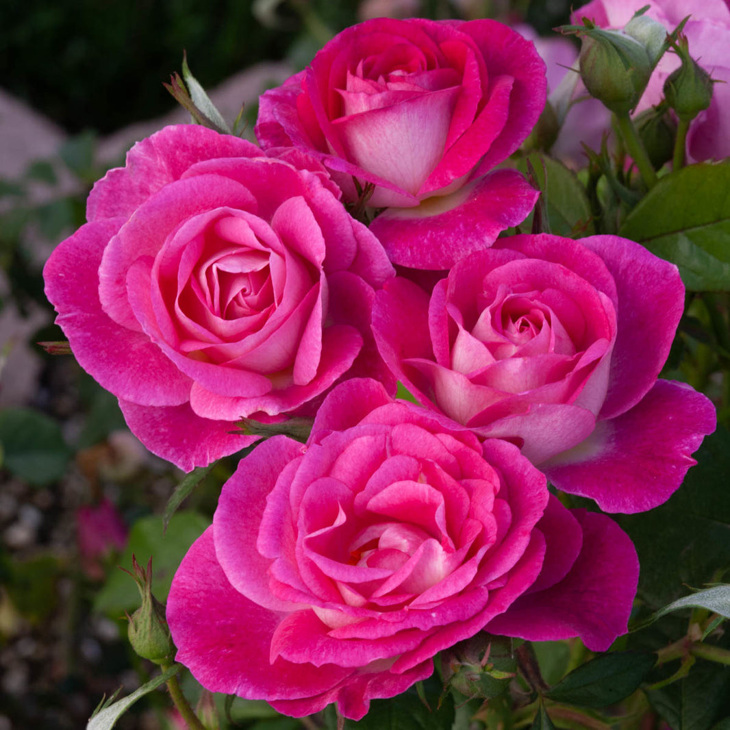 Easy-To-Love varieties – Weeks Roses