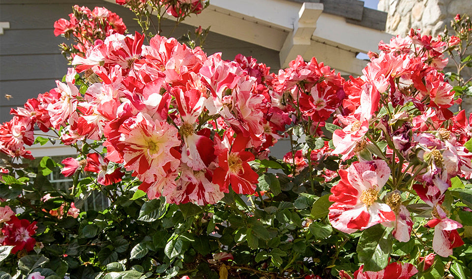 Fourth Of July® – Weeks Roses