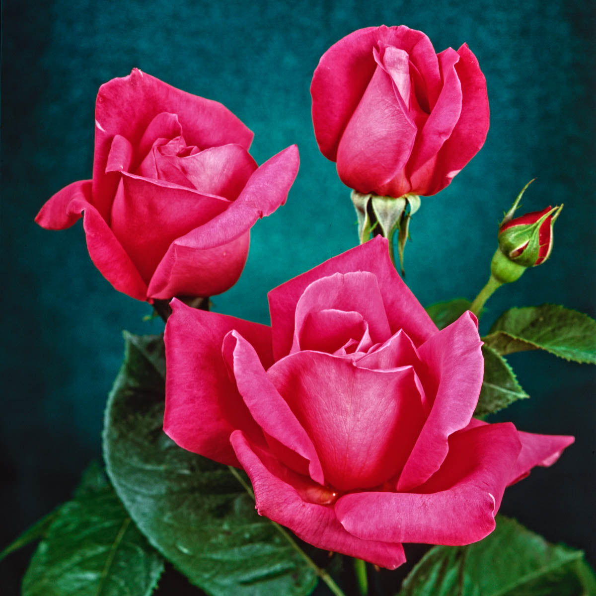 Miss All-American Beauty – Weeks Roses