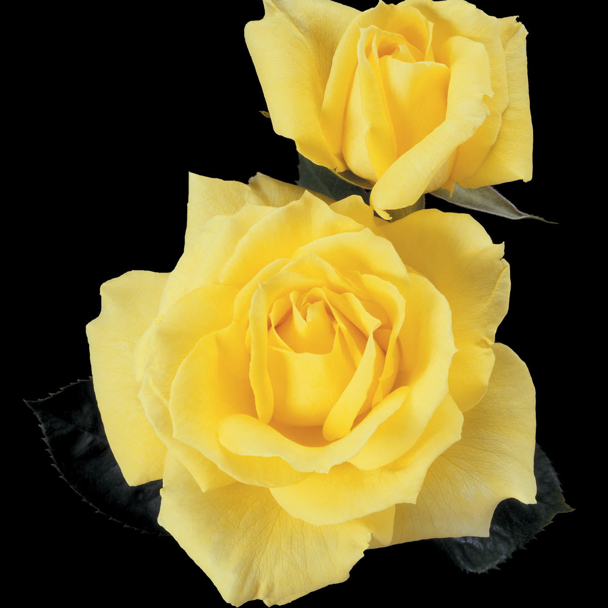 Mellow Yellow – Weeks Roses