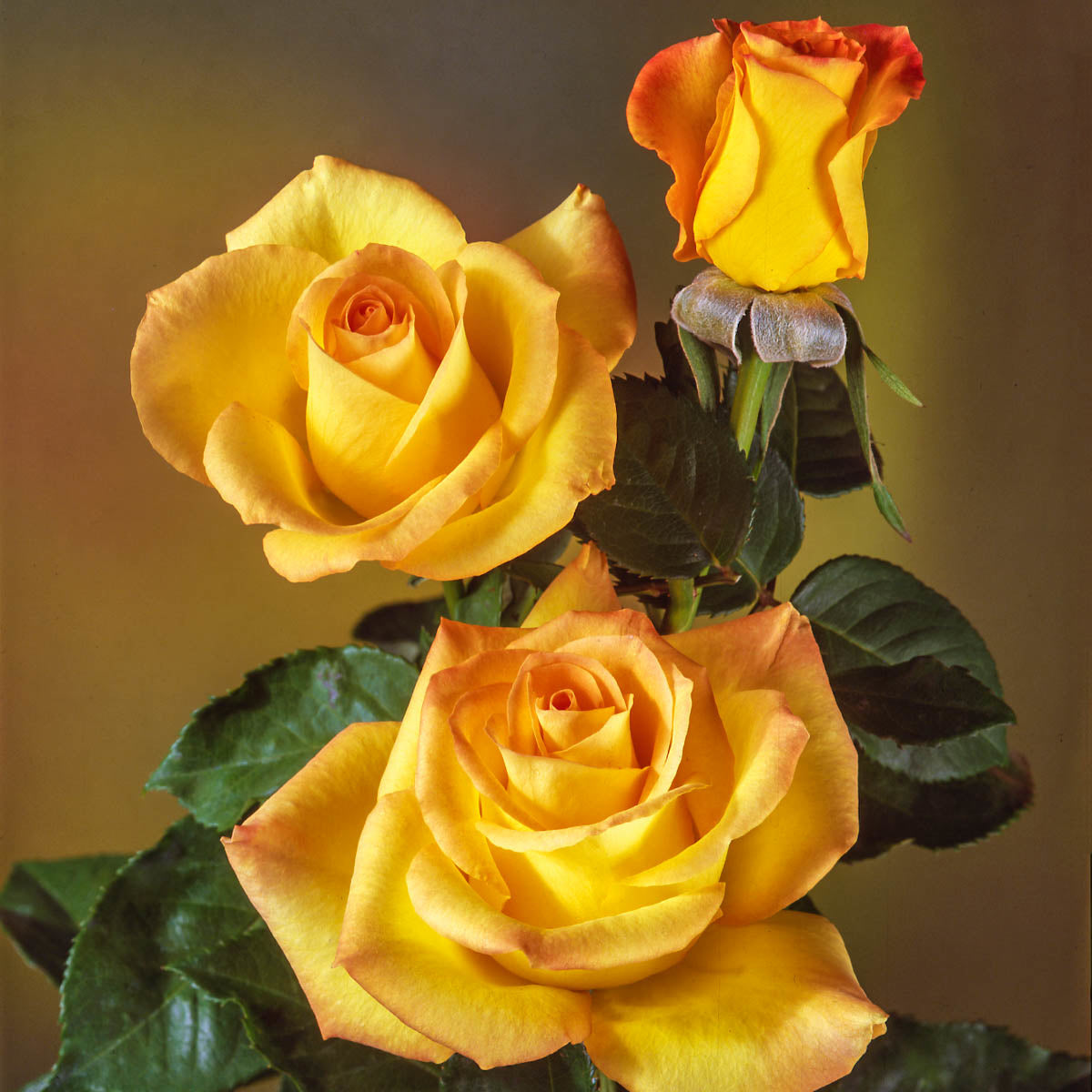 Gold Medal – Weeks Roses