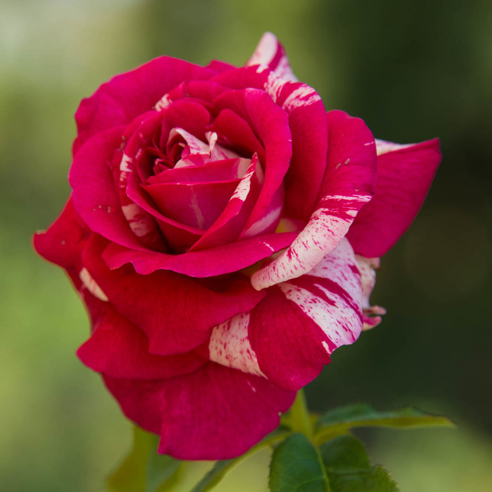 Scentimental – Weeks Roses