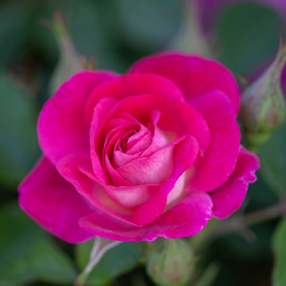 Easy To Please® – Weeks Roses