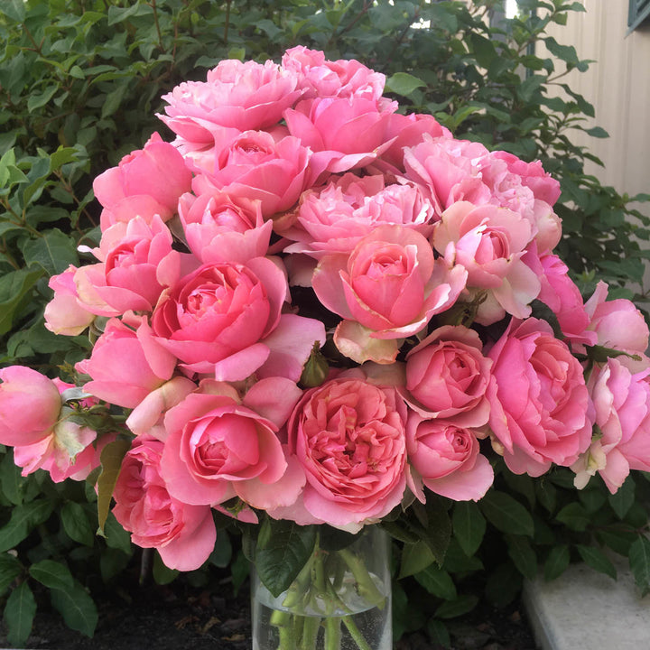 Weeks Roses