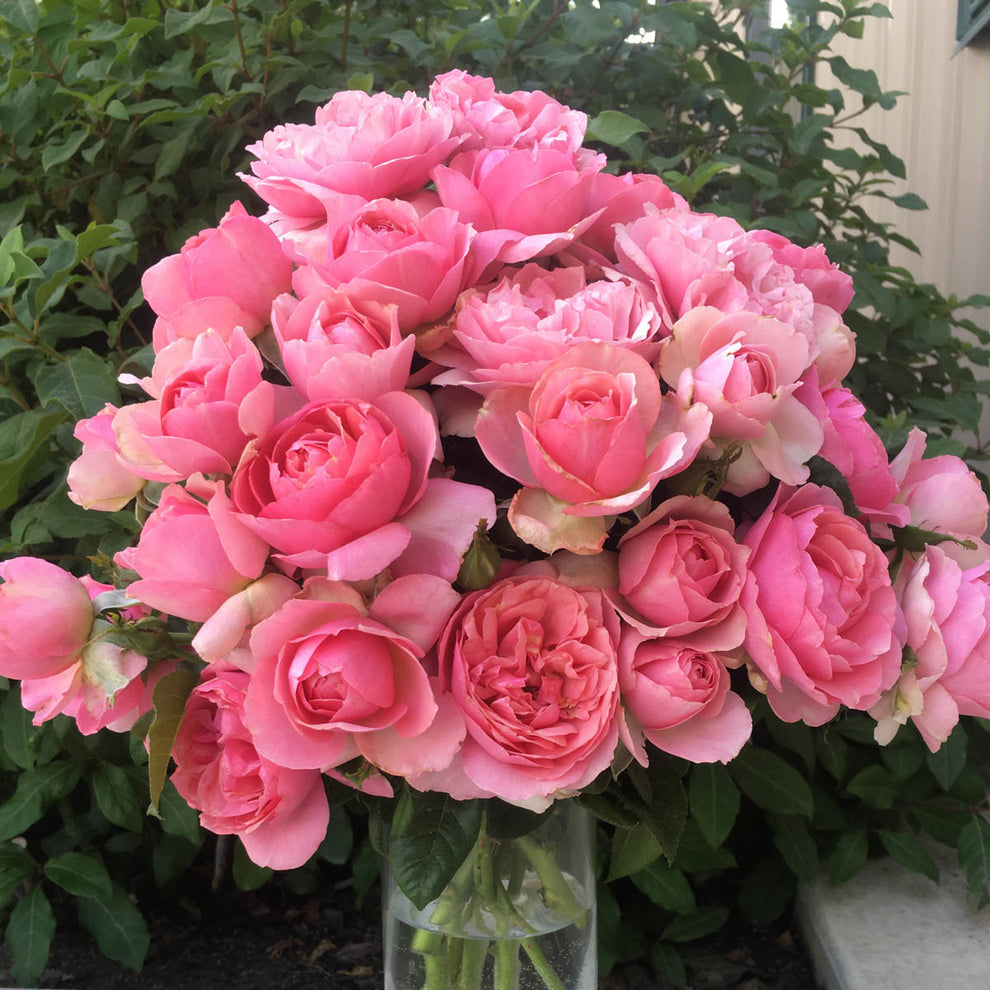 All Dressed Up™ – Weeks Roses
