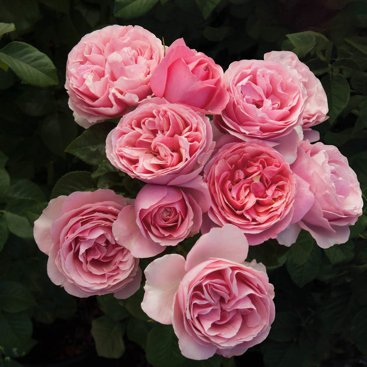 Products – Weeks Roses