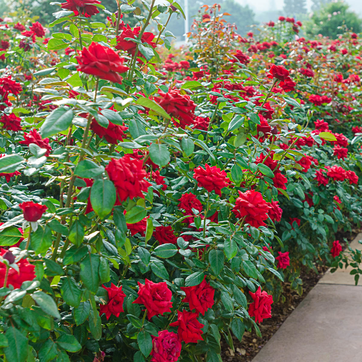 Veterans’ Honor® – Weeks Roses