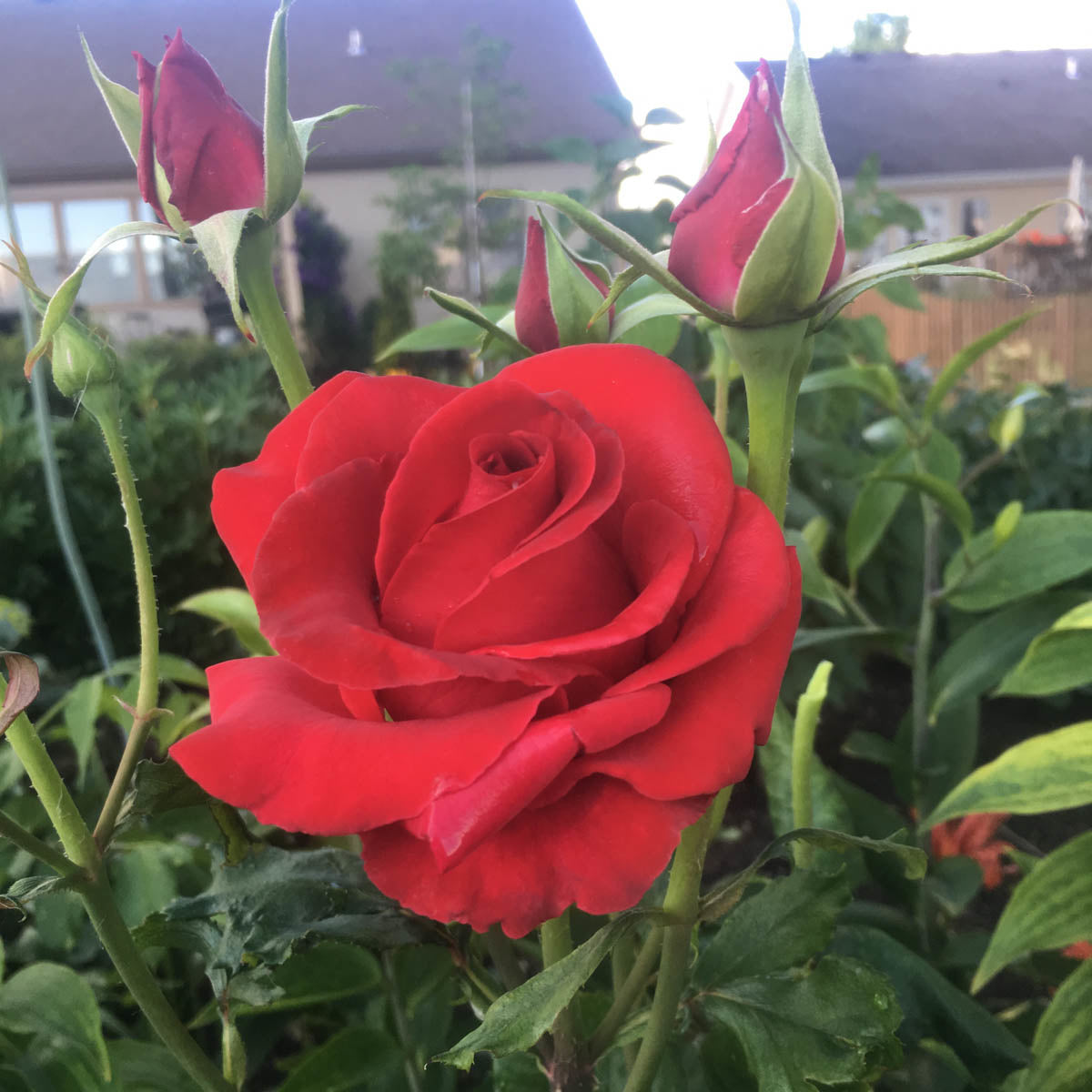 Veterans’ Honor® – Weeks Roses