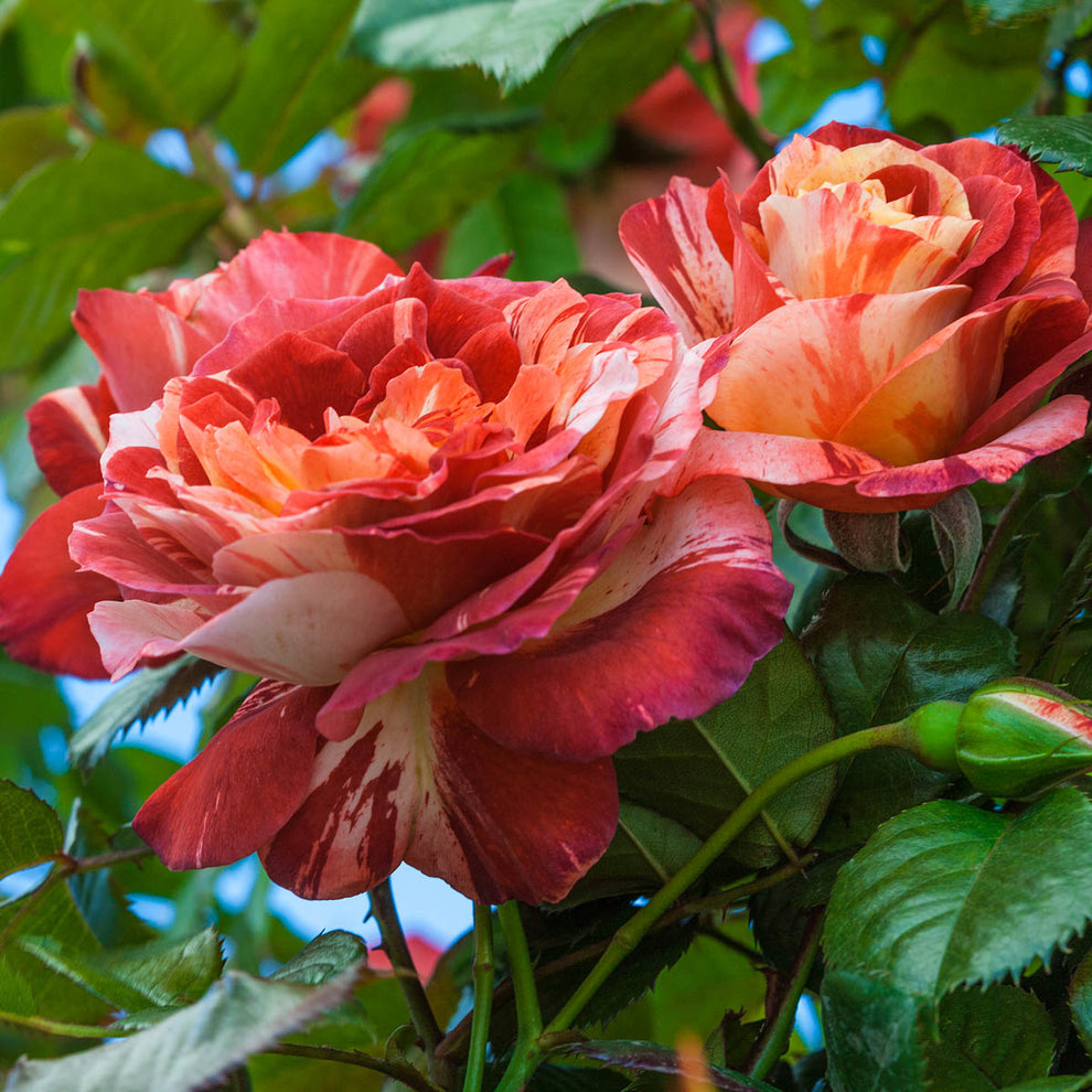 Tropical Lightning® – Weeks Roses