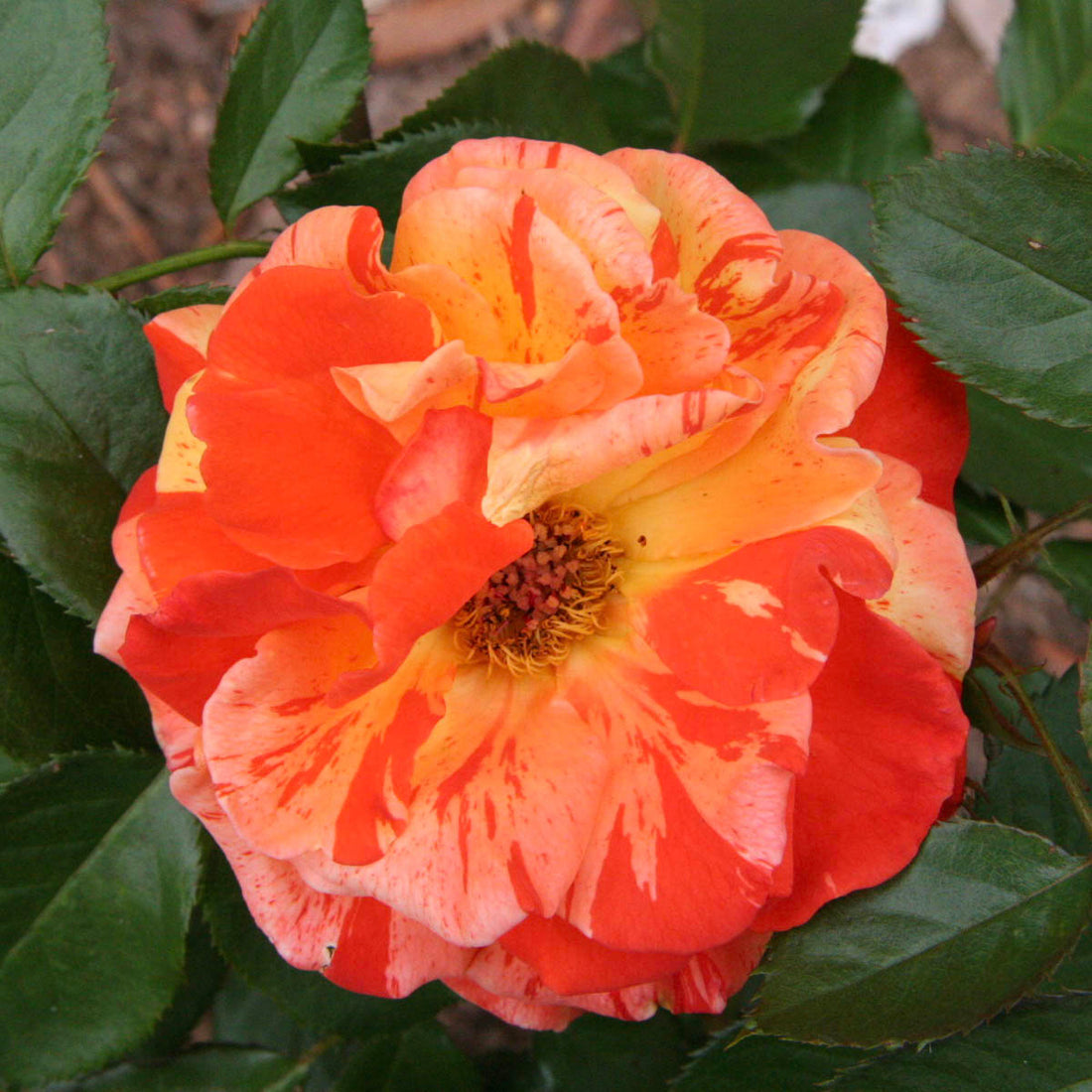 Oranges 'n' Lemons – Weeks Roses