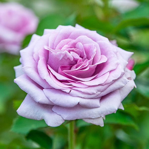 Violet's Pride™ – Weeks Roses