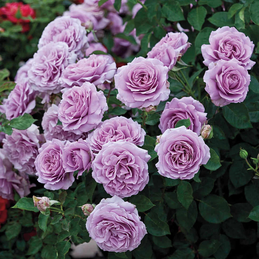 Love Song™ – Weeks Roses