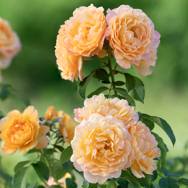 Forever Amber™ – Weeks Roses