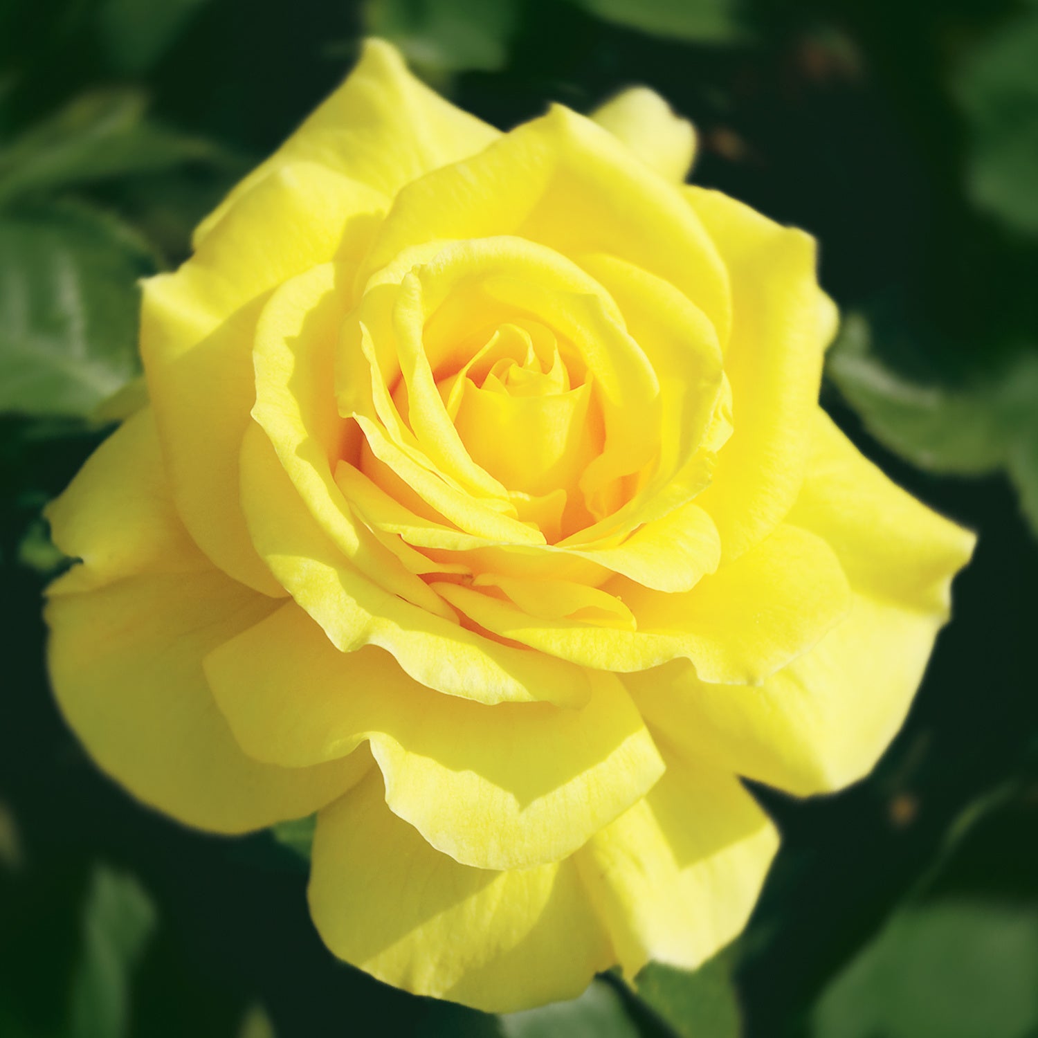 Sunsprite – Weeks Roses