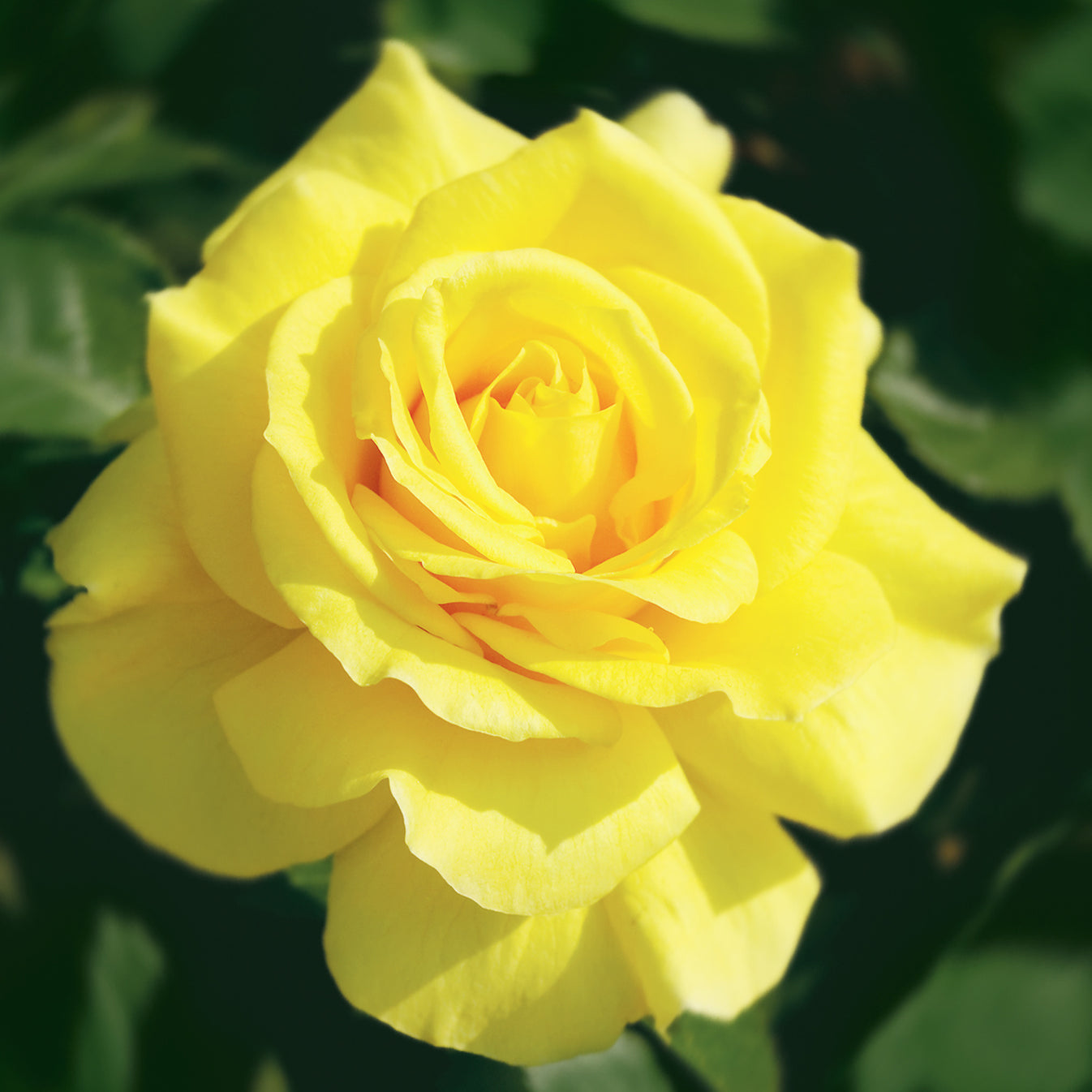 Sunsprite – Weeks Roses