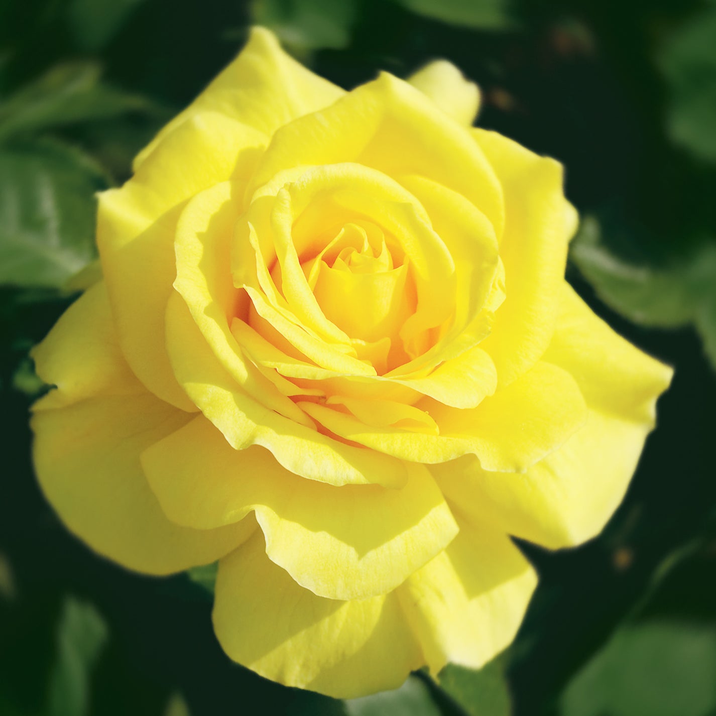 Sunsprite – Weeks Roses