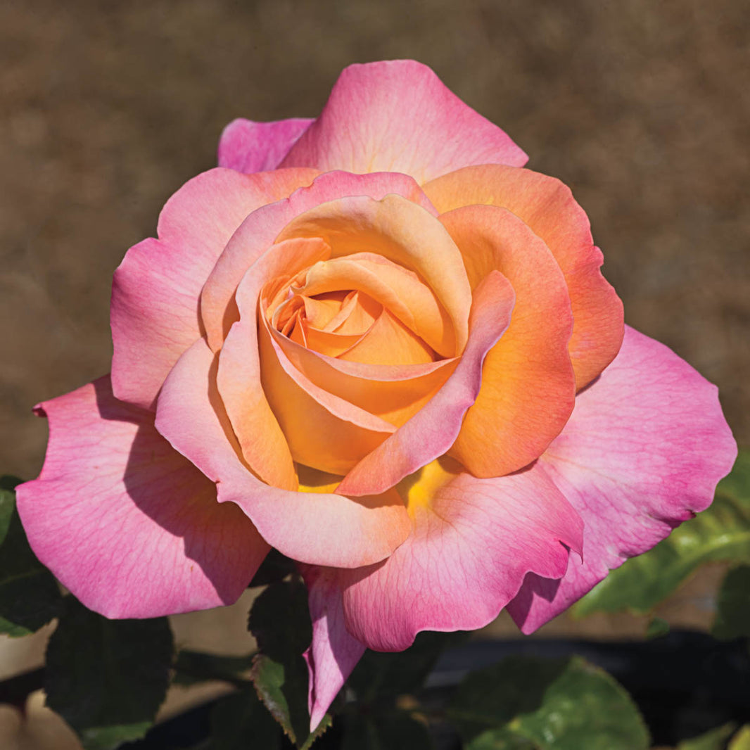Roses – Weeks Roses