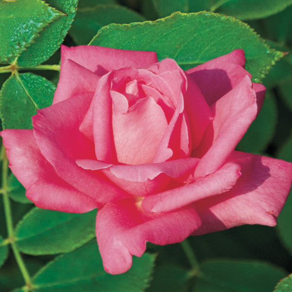 Perfume Delight – Weeks Roses