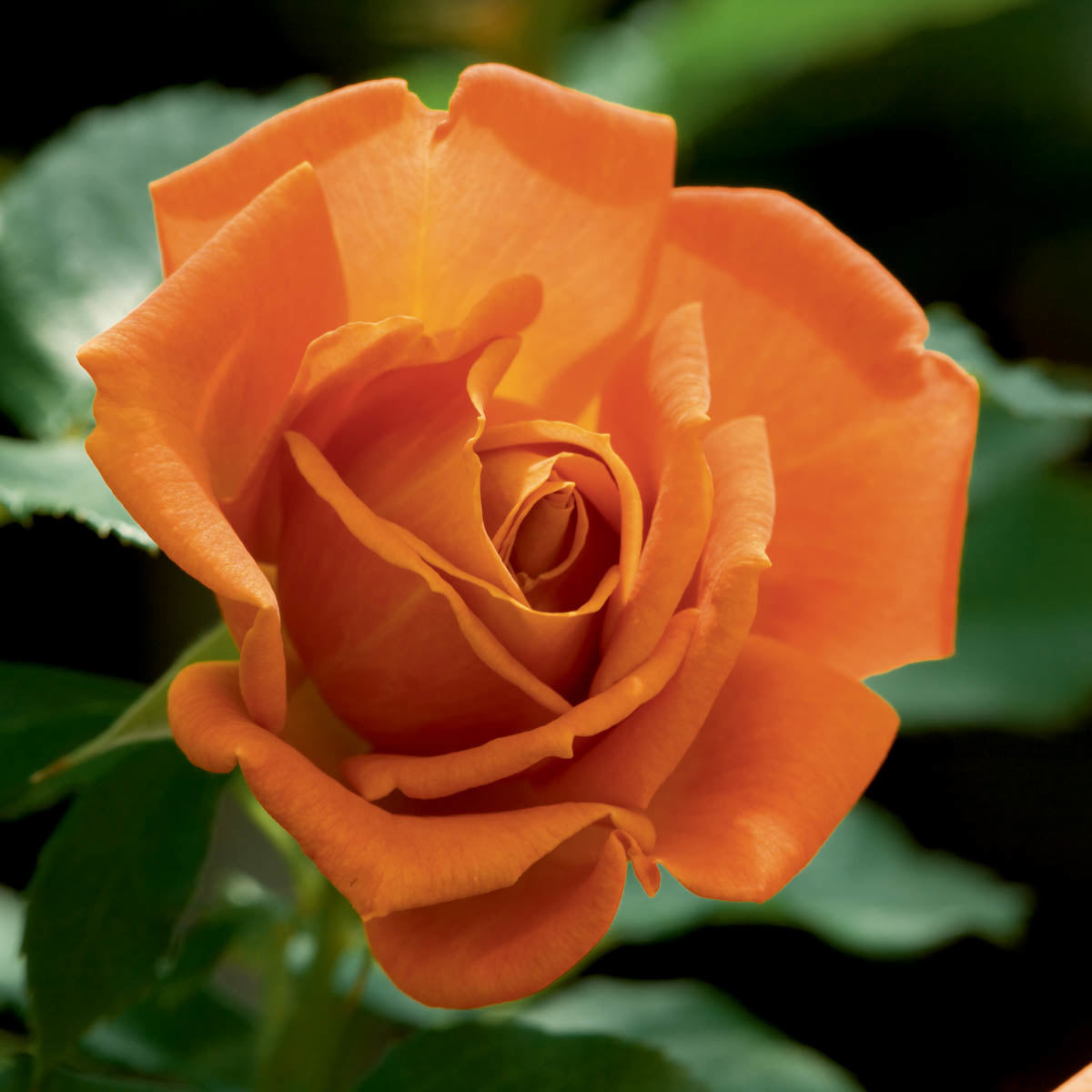 Pumpkin Patch™ – Weeks Roses