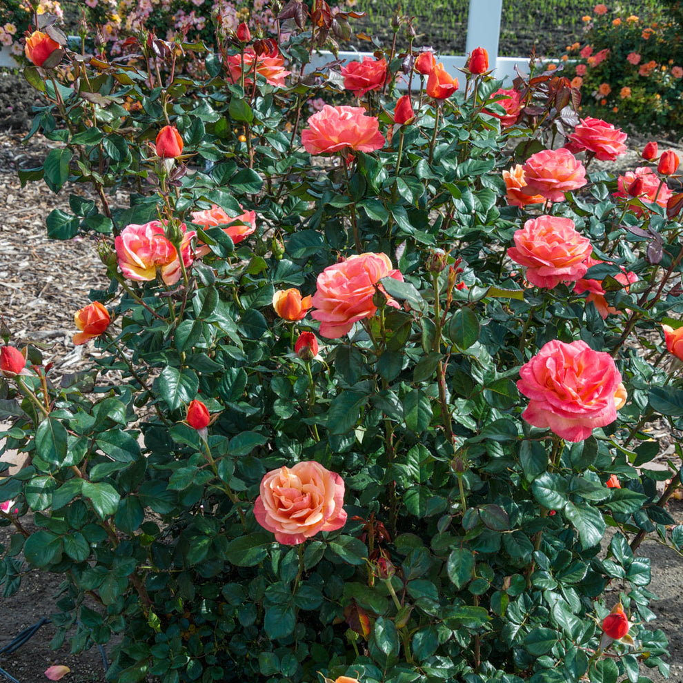 Anna's Promise® – Weeks Roses