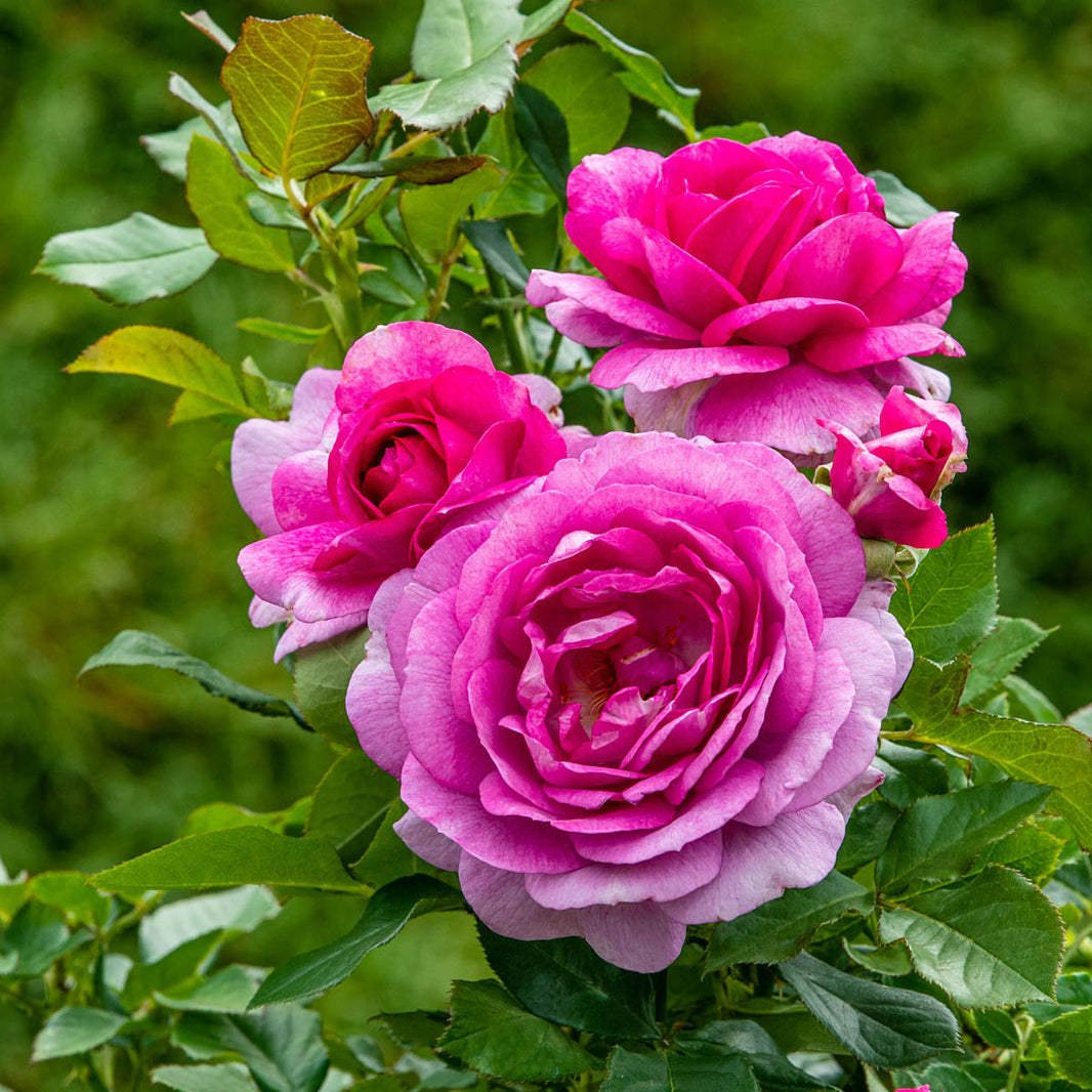 Products – Page 9 – Weeks Roses