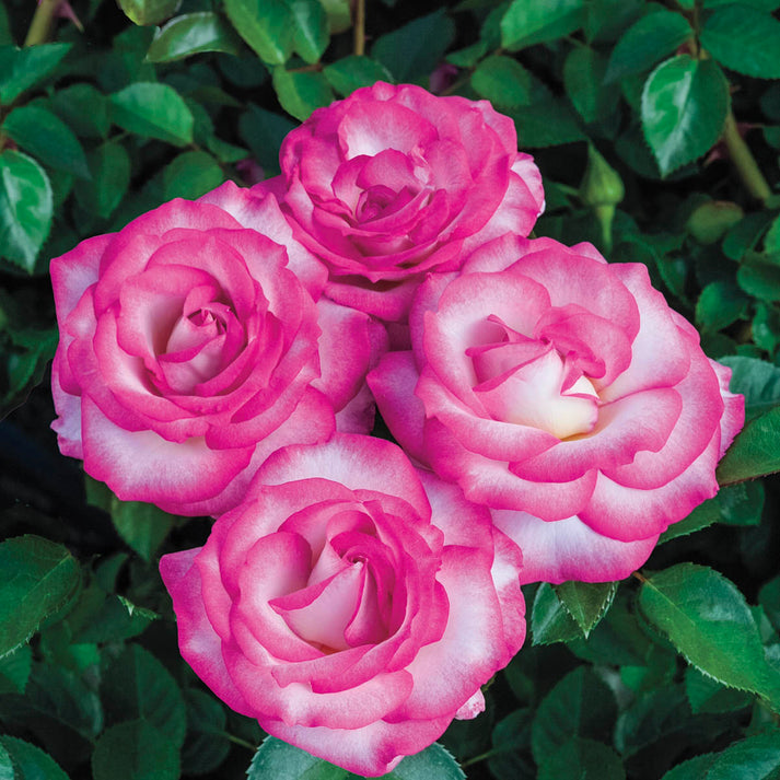 Miss Congeniality™ – Weeks Roses