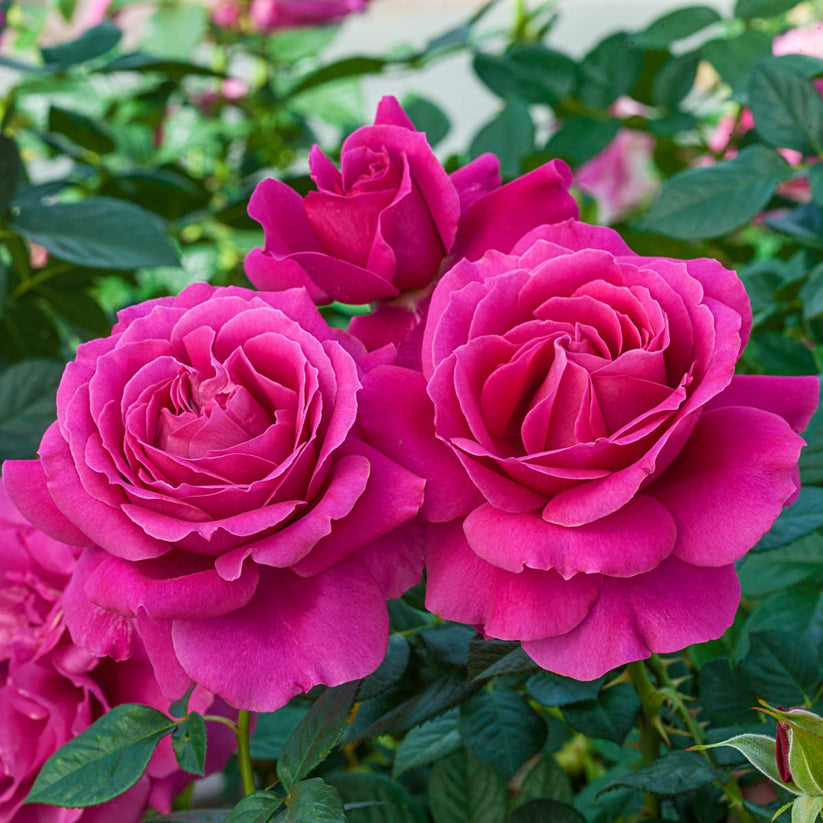 Pretty Lady Rose™ – Weeks Roses