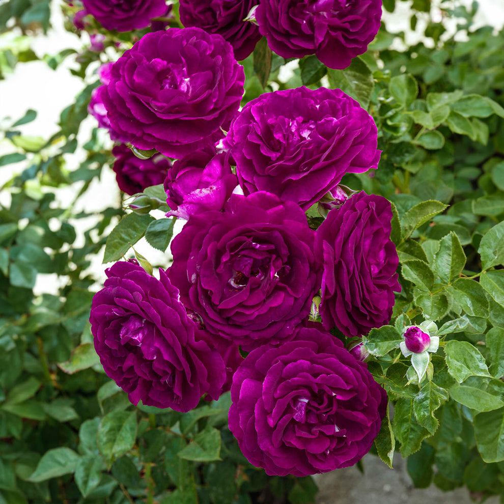 Twilight Zone™ – Weeks Roses