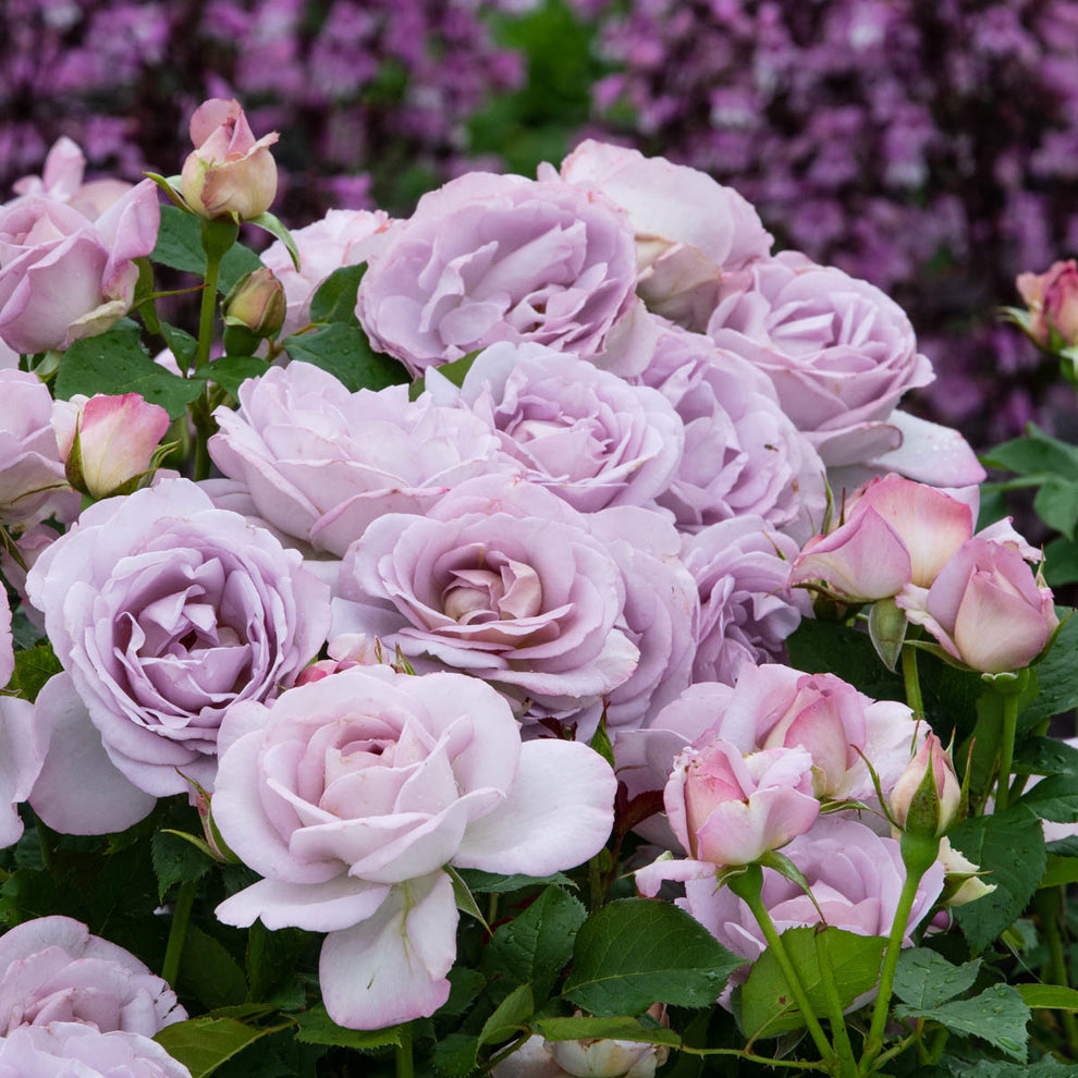 Silver Lining™ – Weeks Roses