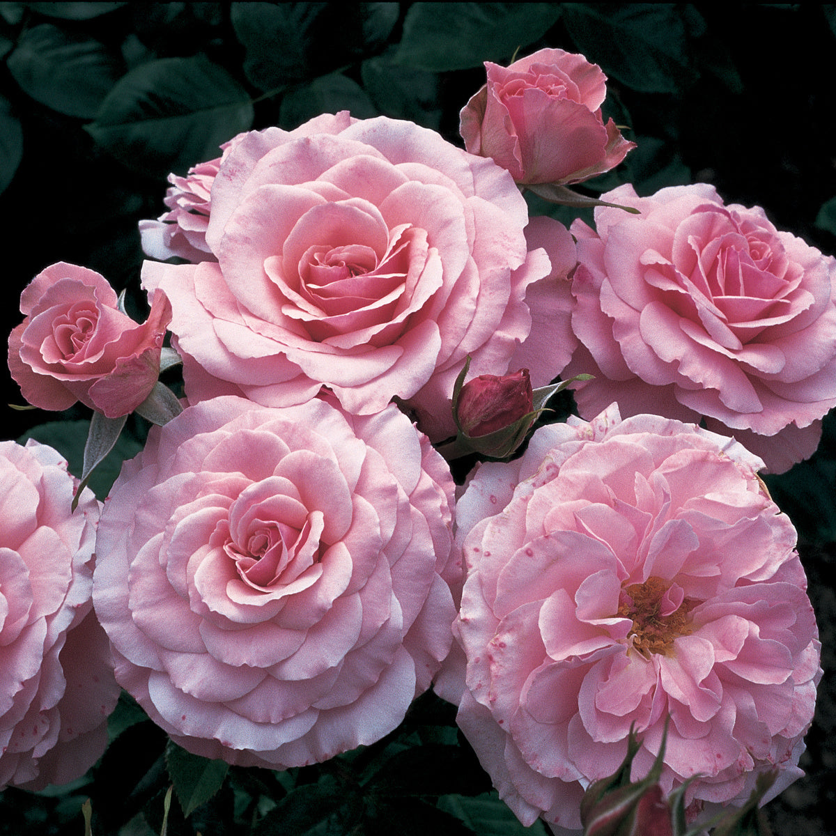 Sexy Rexy – Weeks Roses