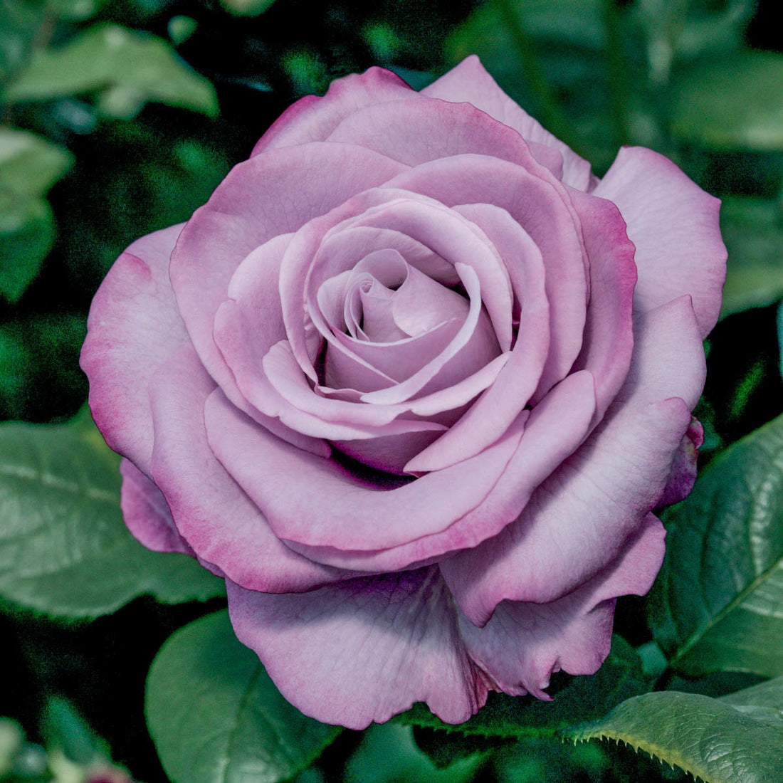 Neptune™ – Weeks Roses