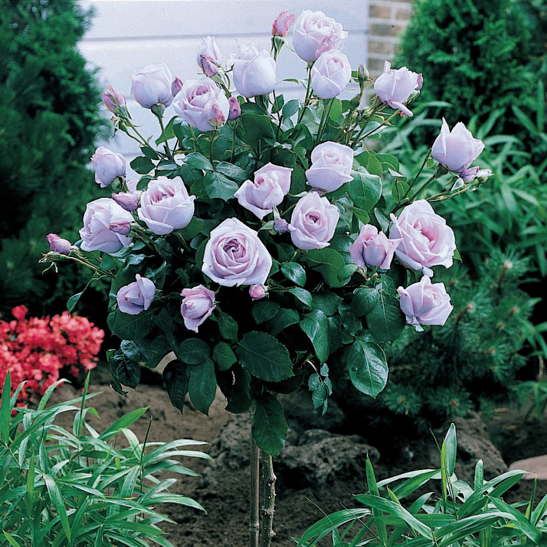 Neptune™ – Weeks Roses