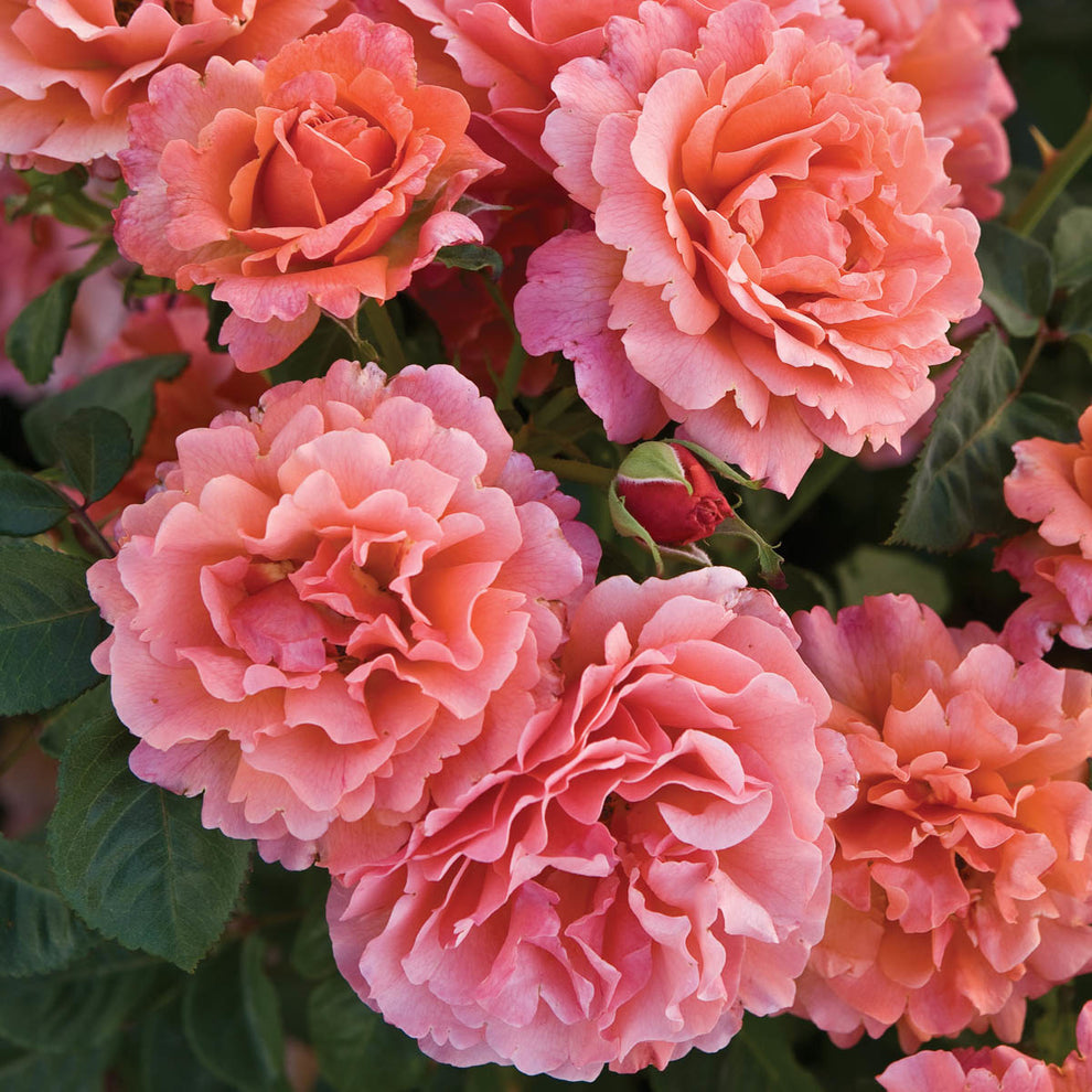 Easy Does It® – Weeks Roses