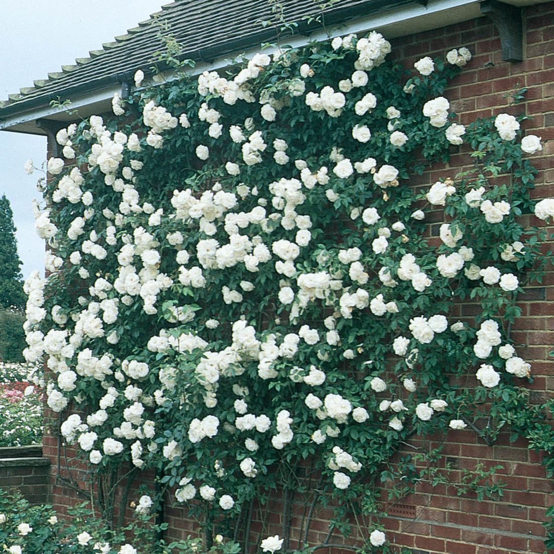 Iceberg Climbing – Weeks Roses