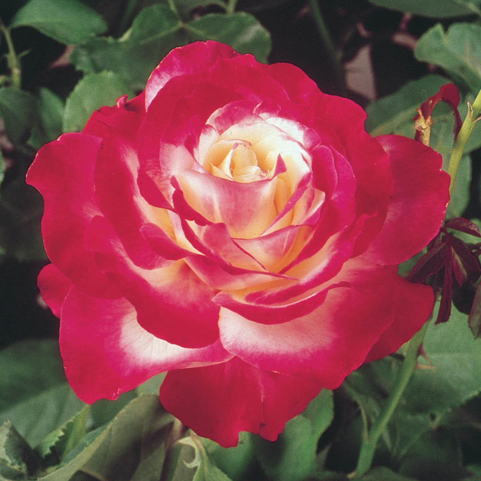 Double Delight – Weeks Roses