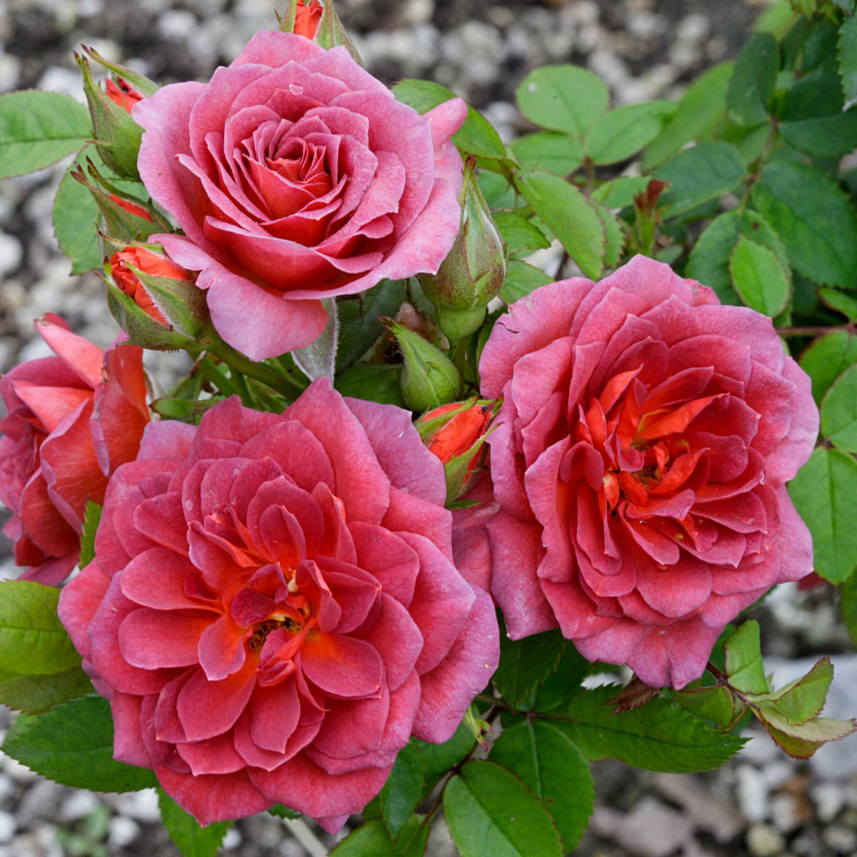 Midnight Fire® – Weeks Roses