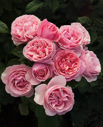 Weeks Roses