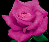 Roses – Weeks Roses