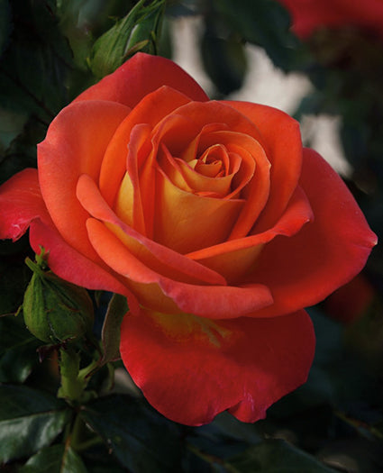 Burst of Joy™ – Weeks Roses
